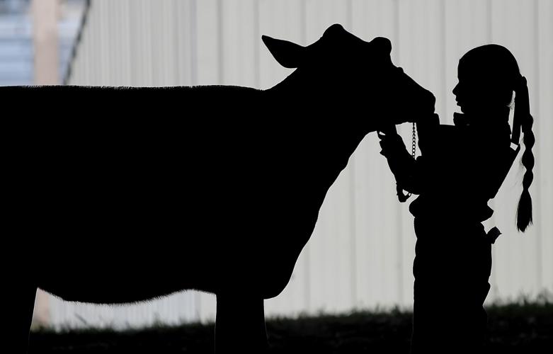 Richmond's 109th Black and White Days continues with the Holstein ...