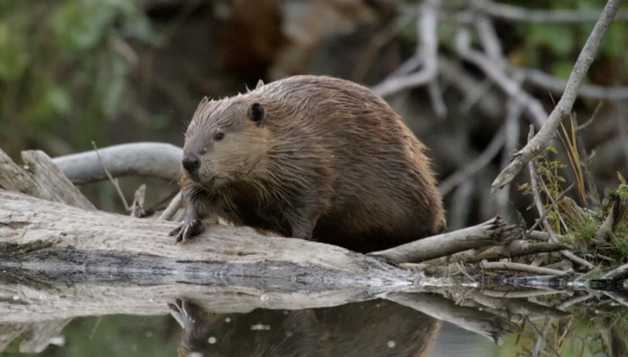 Local father and son ranchers featured on PBS for pioneering beaver ...