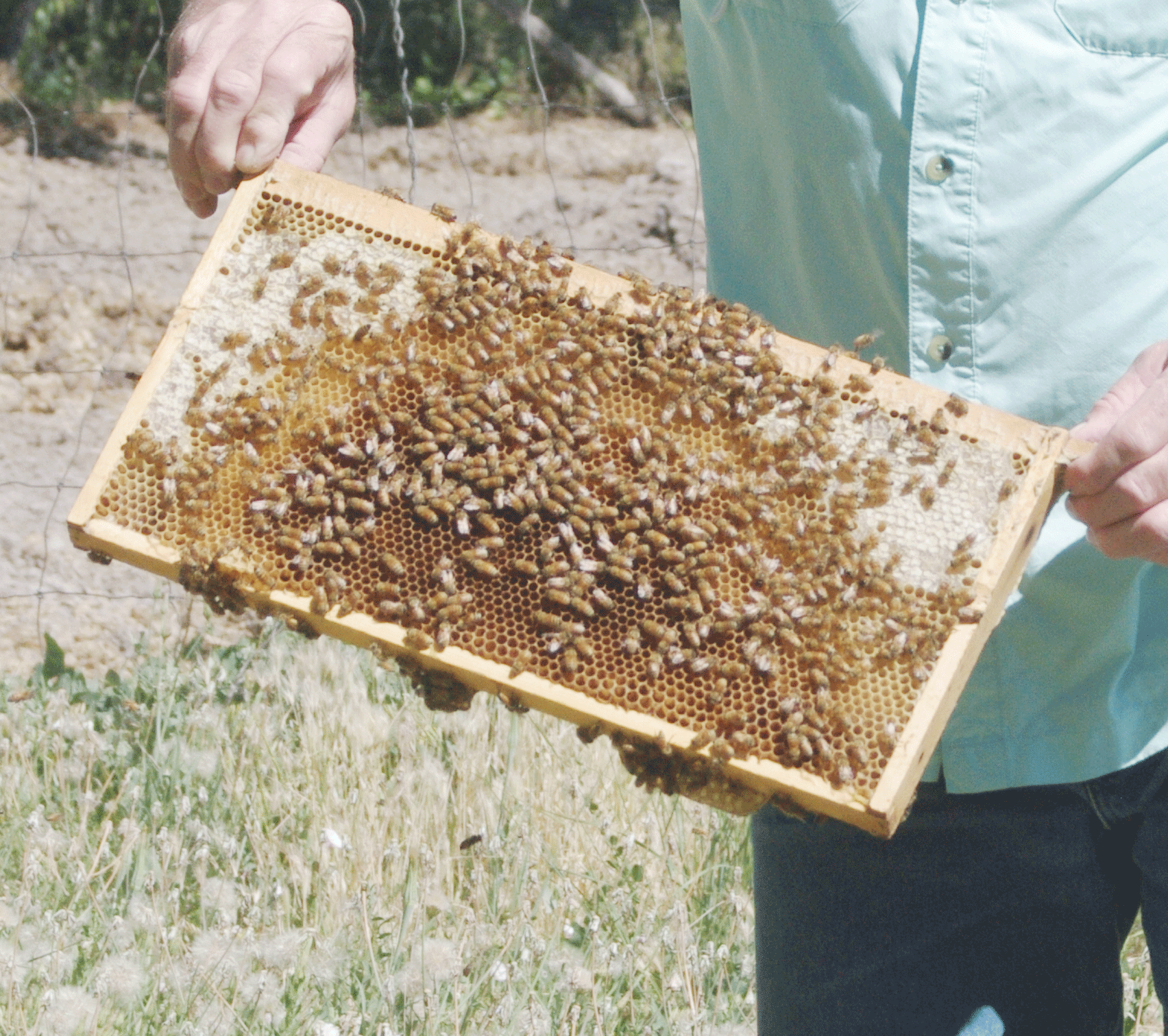 Make a “Beeline” for the honey | Local | hjnews.com