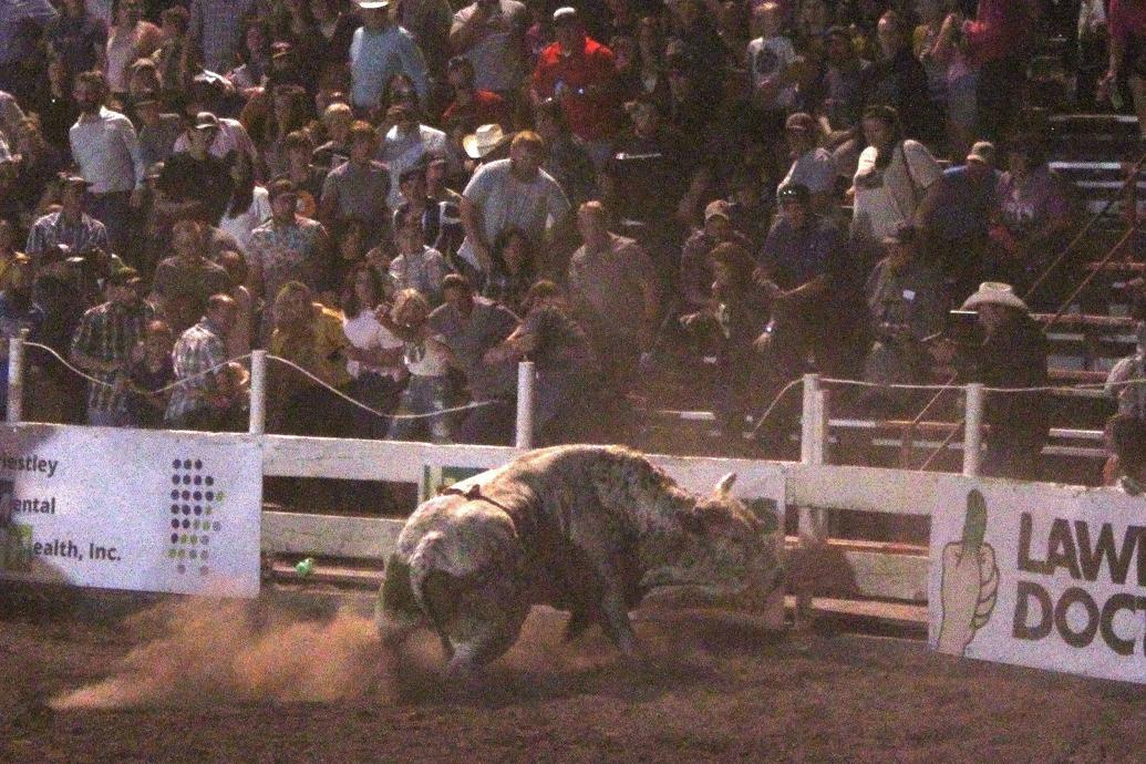 Bull steals Thursday night show | Preston Citizen | hjnews.com