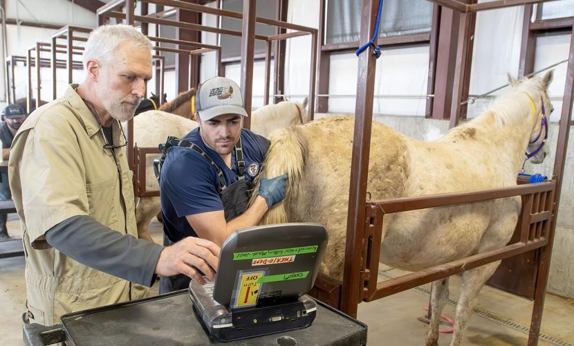 USU forging path to becoming first four-year veterinary school in Utah ...