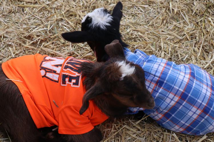 'Mini farm' celebrates spring with baby animals, festivities ...