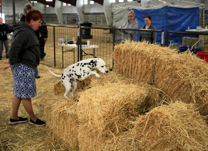 'Barn Hunt' proves popular at AKC show | Logan Hj | hjnews.com