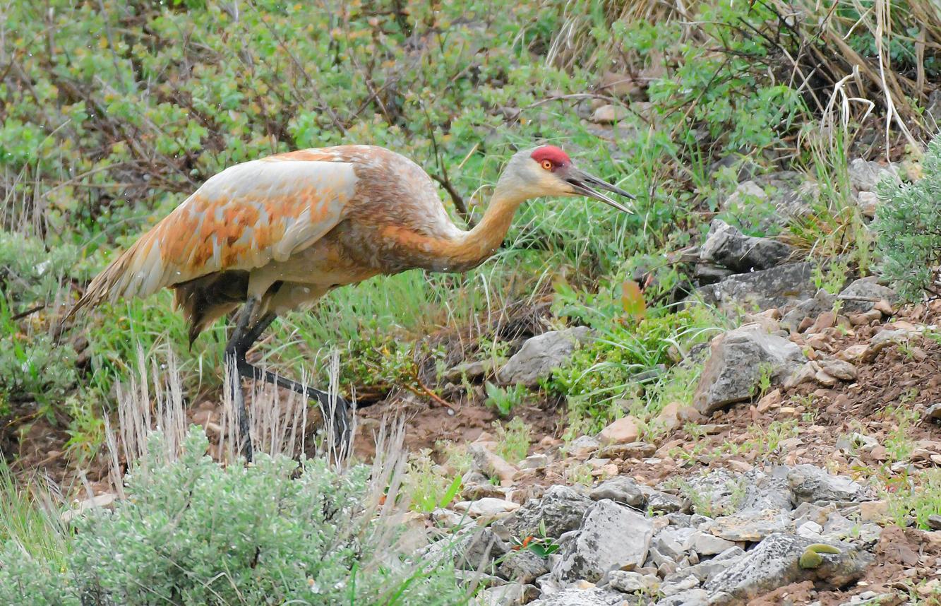 Wandering Crane | Local News | hjnews.com