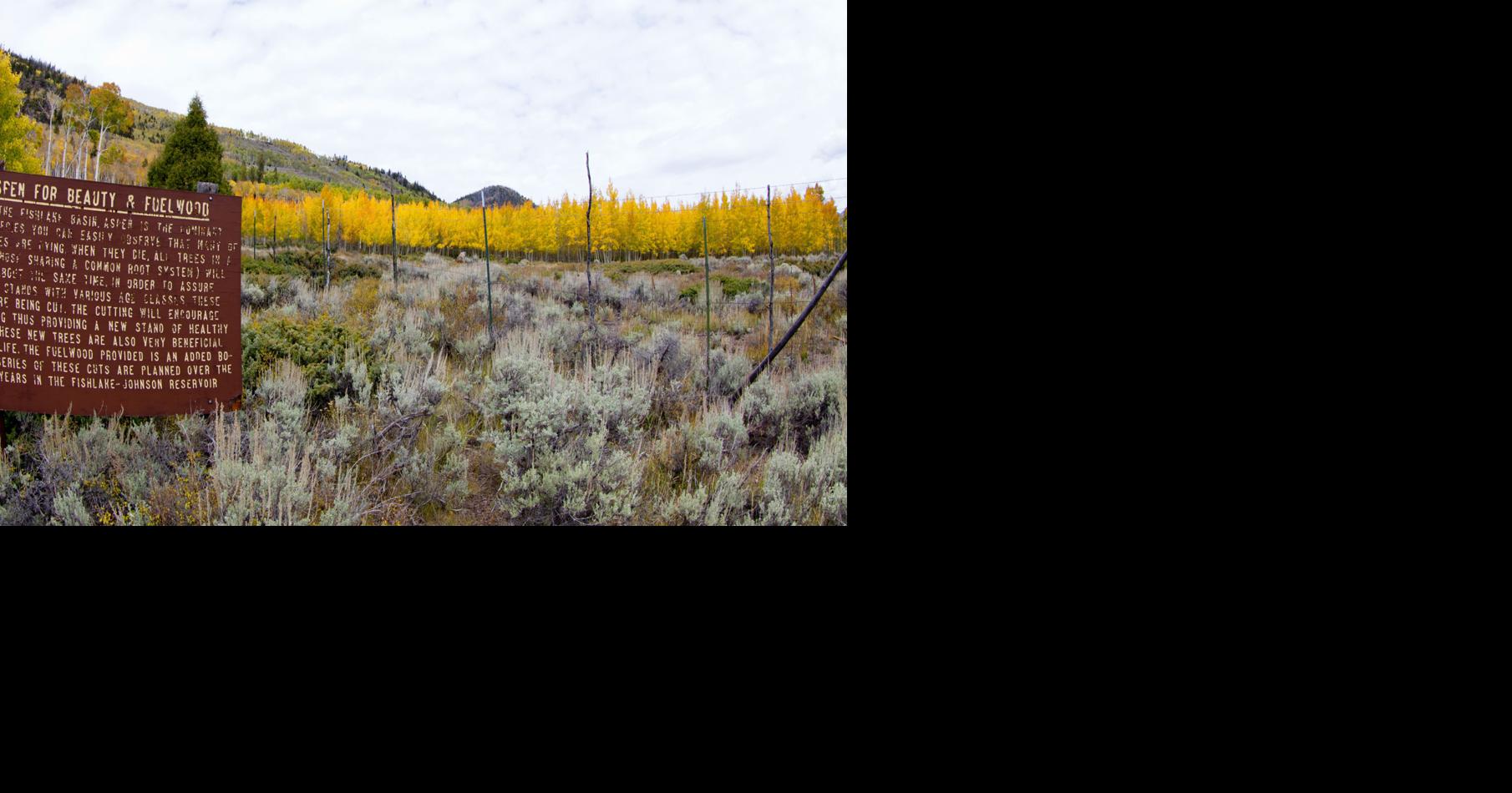 USU researchers find more fencing did not fully protect massive aspen ...
