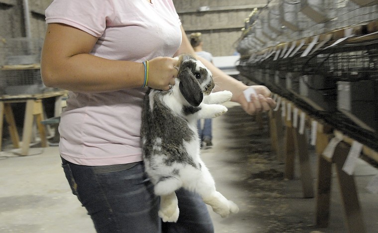 Judgment day for rabbits at the Cache County Fair | Allaccess | hjnews.com
