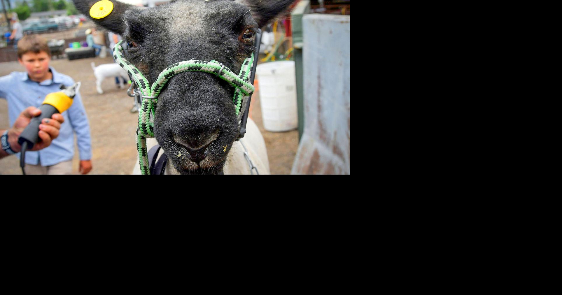 Cache County Fair and Rodeo starts next week | News | hjnews.com