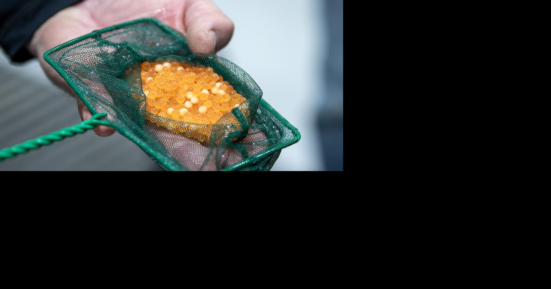 Photo Gallery: Mantua Fish Hatchery | Multimedia | hjnews.com