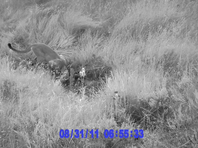 Enthusiasts set up cameras to snap photos of forest dwellers | Features ...