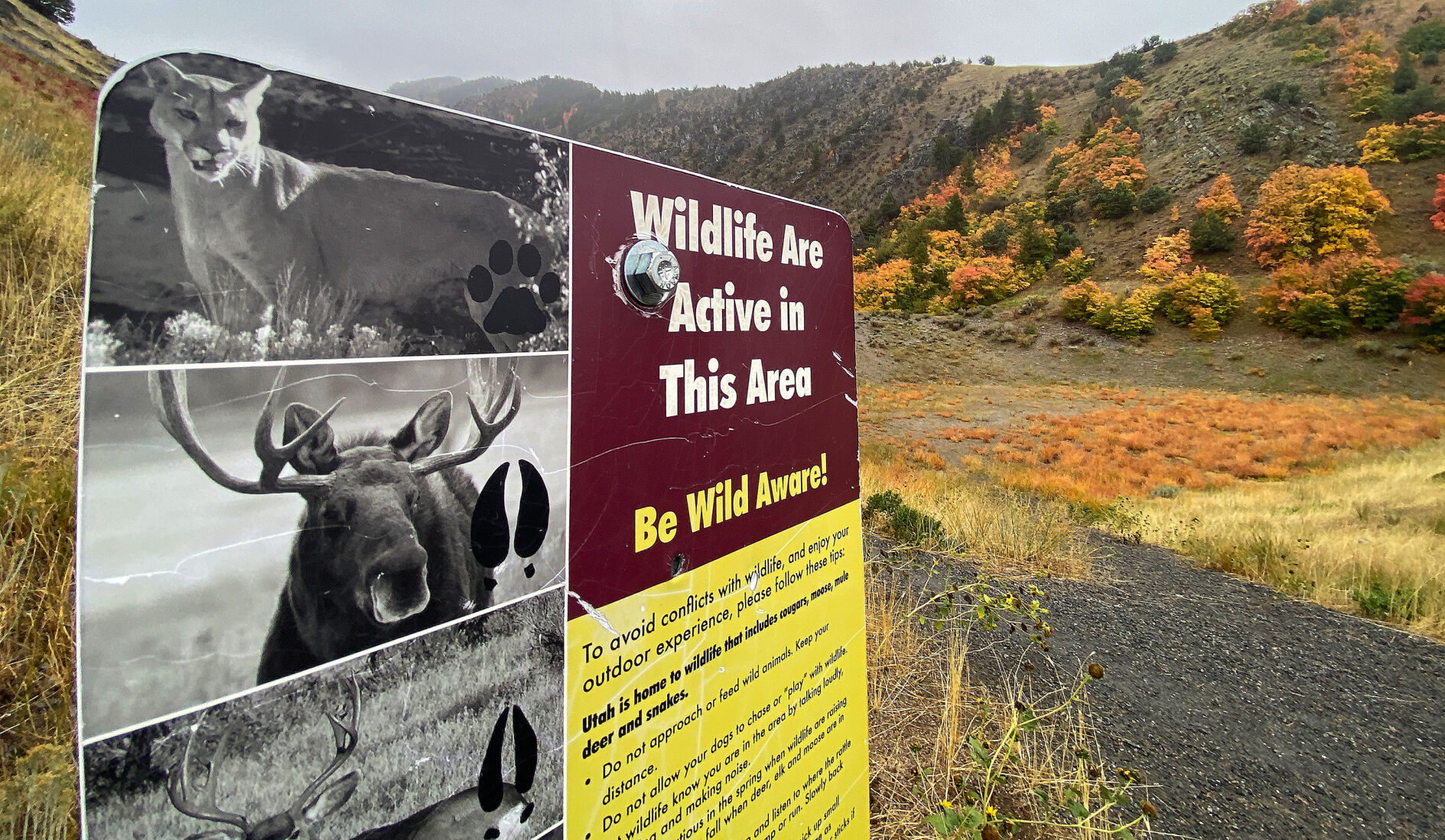 Cougar sightings near and in Logan | News | hjnews.com