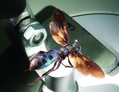 USU researchers identify new South American wasp species | News ...