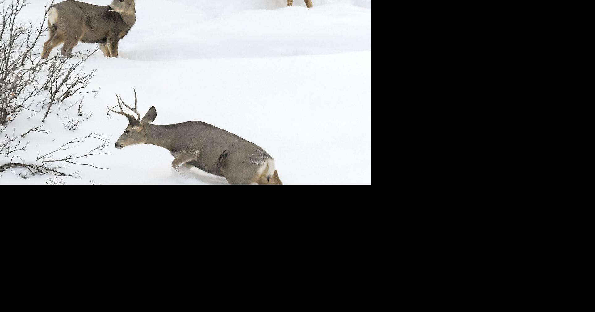 DWR extends closures to wildlife management areas, closes others ...