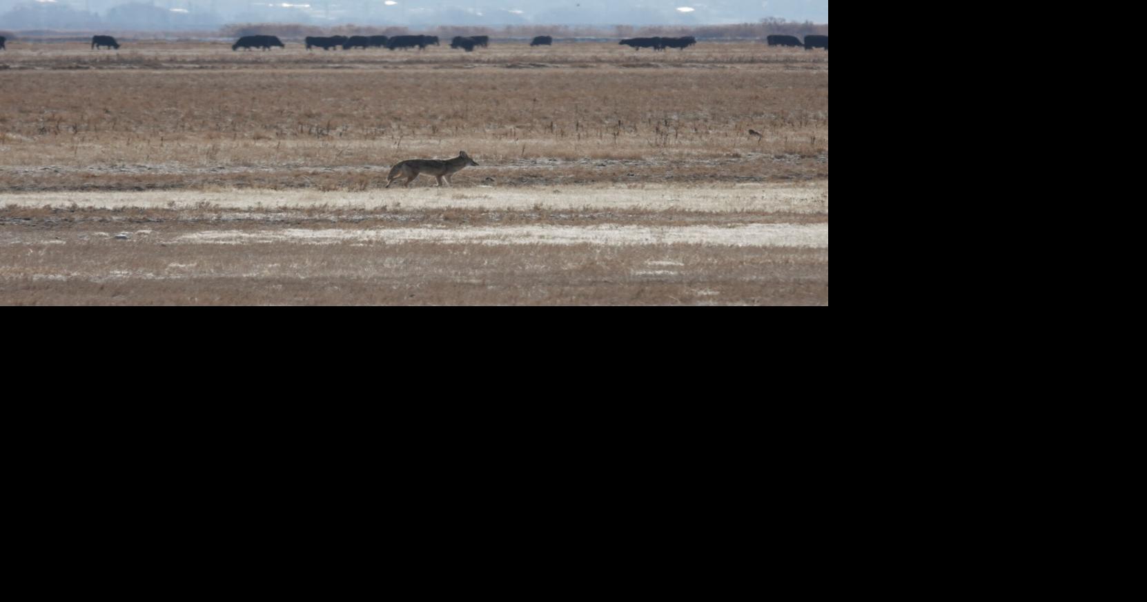 Trying to use data to see if coyote hunts help deer numbers | Features ...