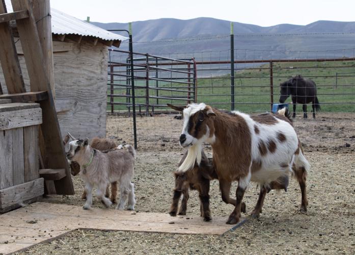 Mini Farm Spring Festival returns to Evan Acres | Local | hjnews.com