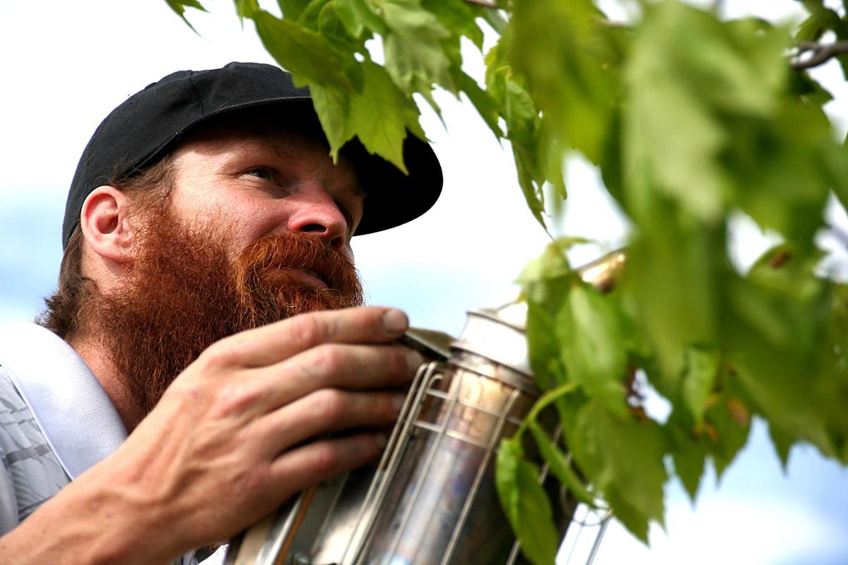 Buzz around Hyrum: Beekeeper collects swarm of docile bees | Local News ...