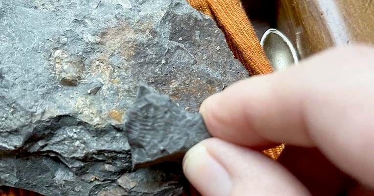 Hunting for fossils in West Virginia | News | homenewshere.com