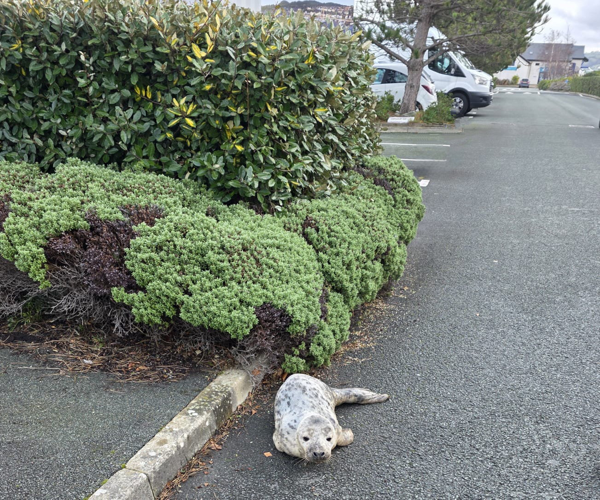 Baby seal found relaxing in hotel parking lot | Features | homenewshere.com