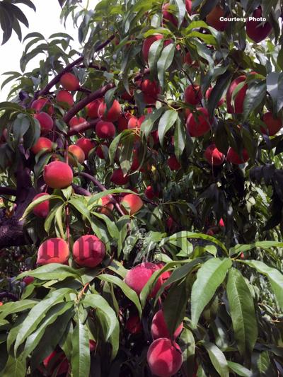 National Peach Month: August is just peach-y | News | homenewshere.com