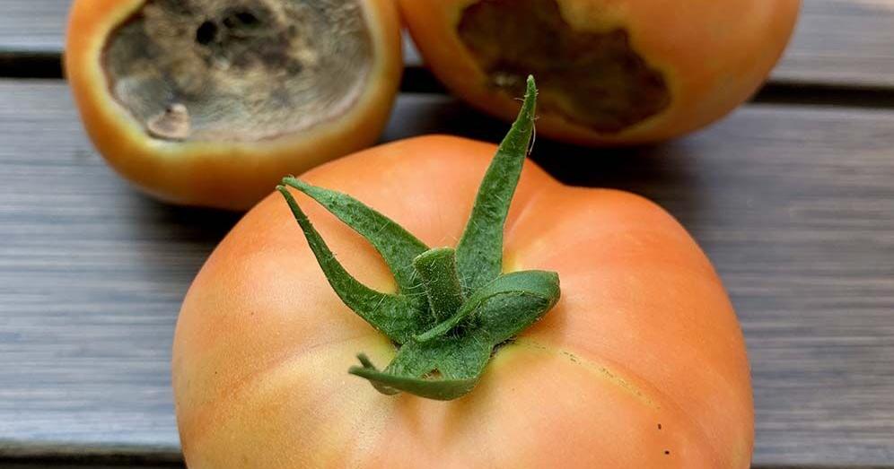 Don’t let Blossom-End Rot ruin your tomatoes | News | homenewshere.com
