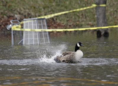 Boston looks to fix goose poop problem in parks, playgrounds | State ...