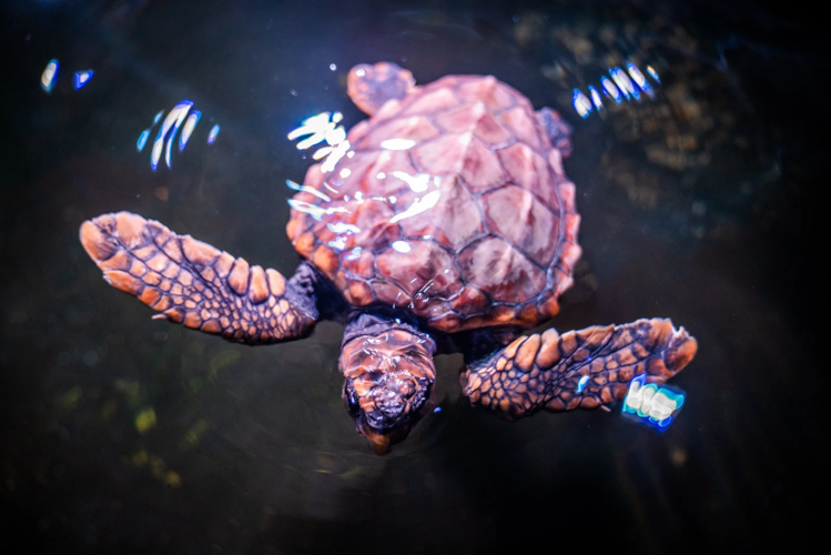 Rescued turtle flown to sanctuary after storm | Features | homenewshere.com