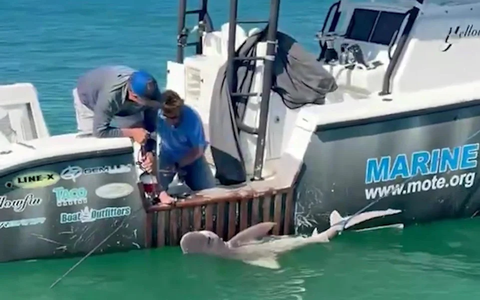 Shark rescued after being tangled in crab trap | Features ...