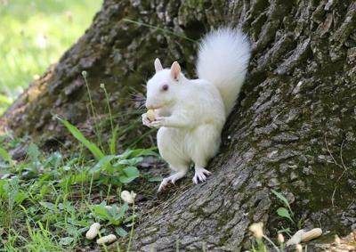 white fox squirrel