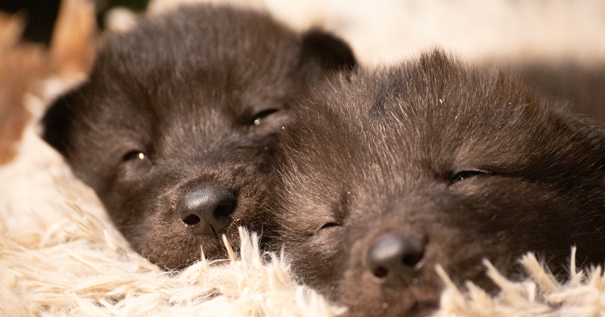 Two male wolf pups, born April 22, have arrived at the International ...