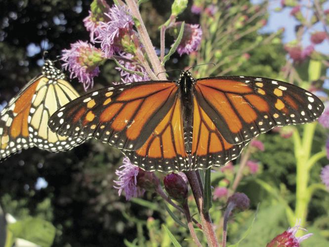 Just living is not enough for St. Louis Park butterflies | Free ...