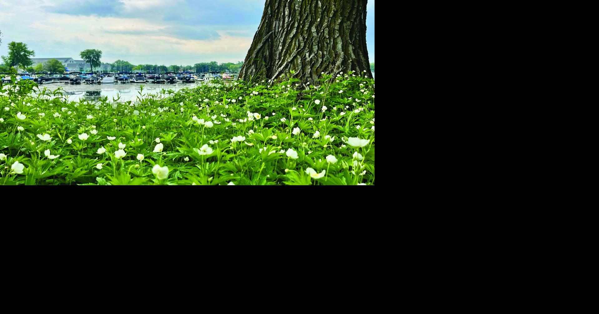 Score your shore: A tool to measure the health of your lakeshore ...
