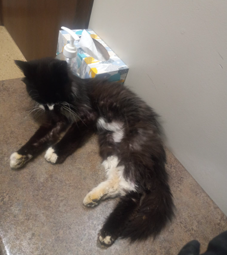 Feral cats run rampant in Houston County | Local News | hometownsource.com