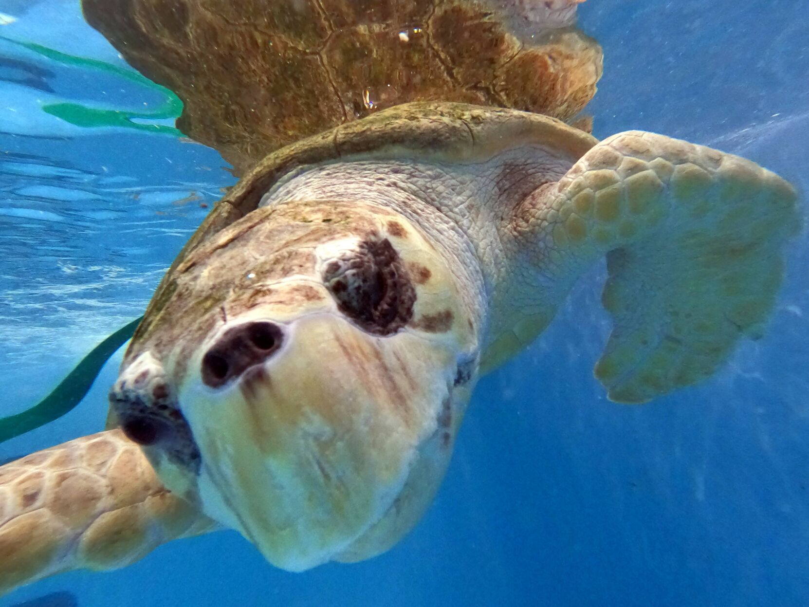 'Snooki' the loggerhead sea turtle debuts at Minnesota Zoo | Free ...