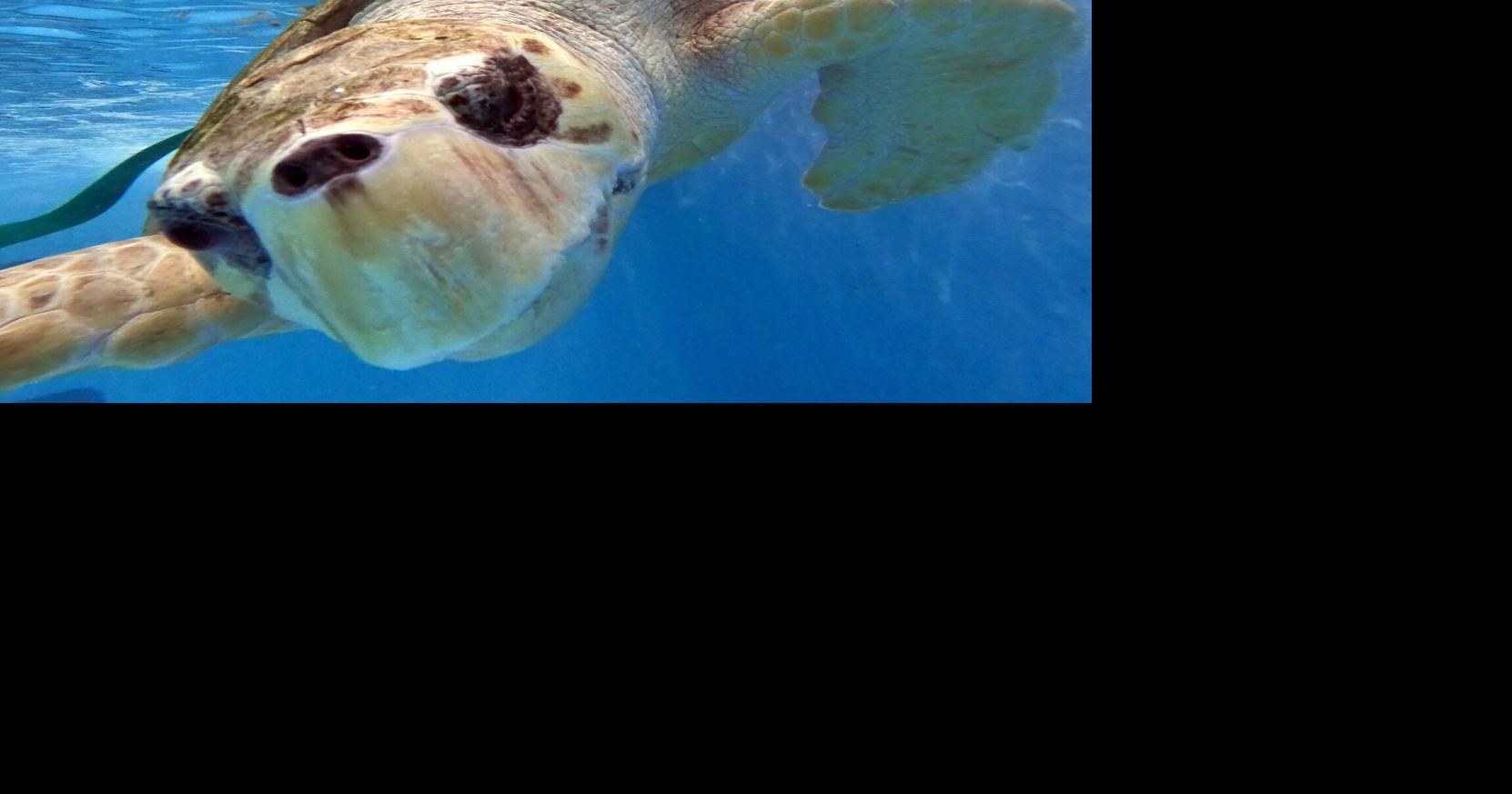 'Snooki' the loggerhead sea turtle debuts at Minnesota Zoo | Free ...