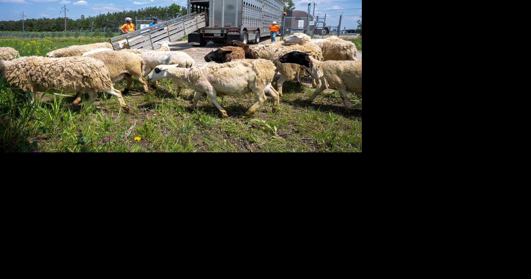 Grazing sheep provide cost-effective, ecologically friendly service for ...
