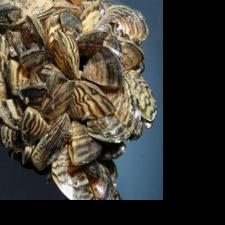 The fight against zebra mussels toughens | Local News | hometownsource.com