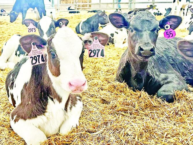 Capko Brothers Farm: A legacy carried through generations | Upsala ...