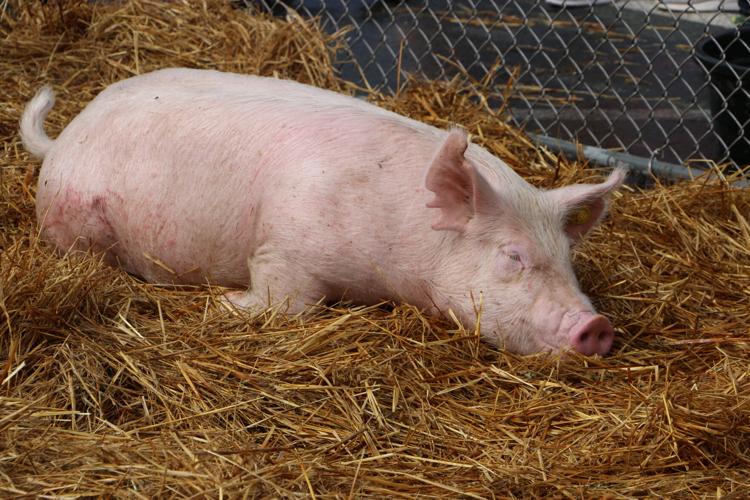 Youngsters delight in animals at Dew Days petting zoo | Farmington ...