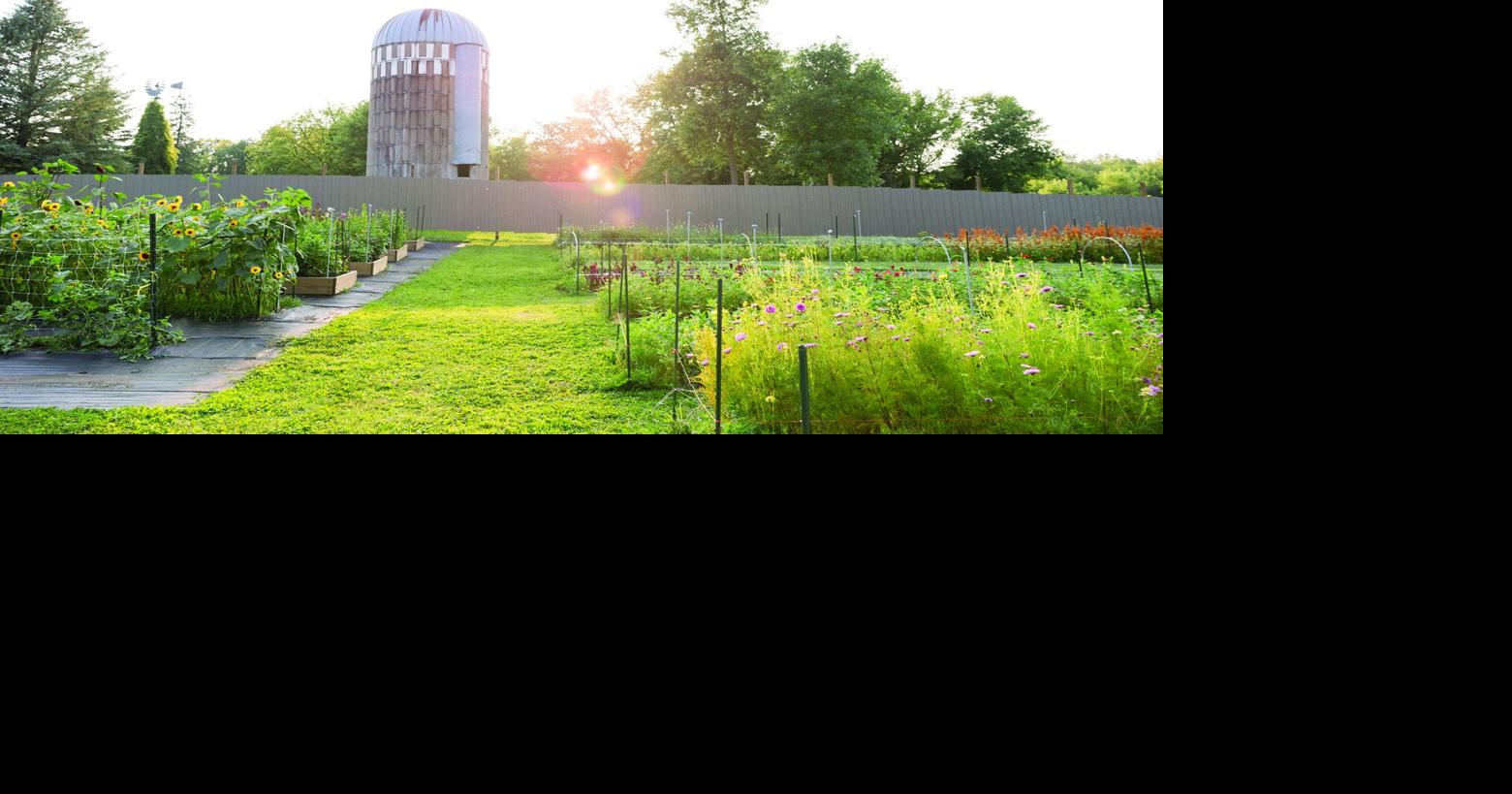 Buffalo flower farm offers U-Pick option | Monticello Times ...