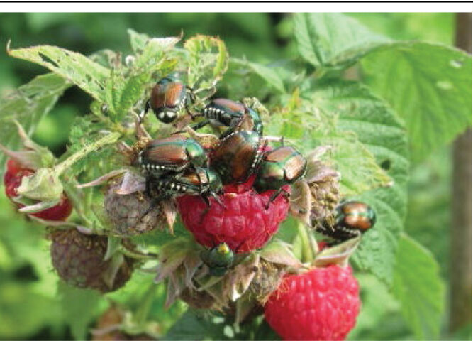 Japanese beetles in Central Minnesota | Free | hometownsource.com