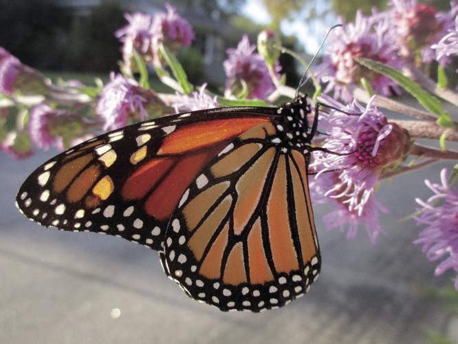 Just living is not enough for St. Louis Park butterflies | Free ...