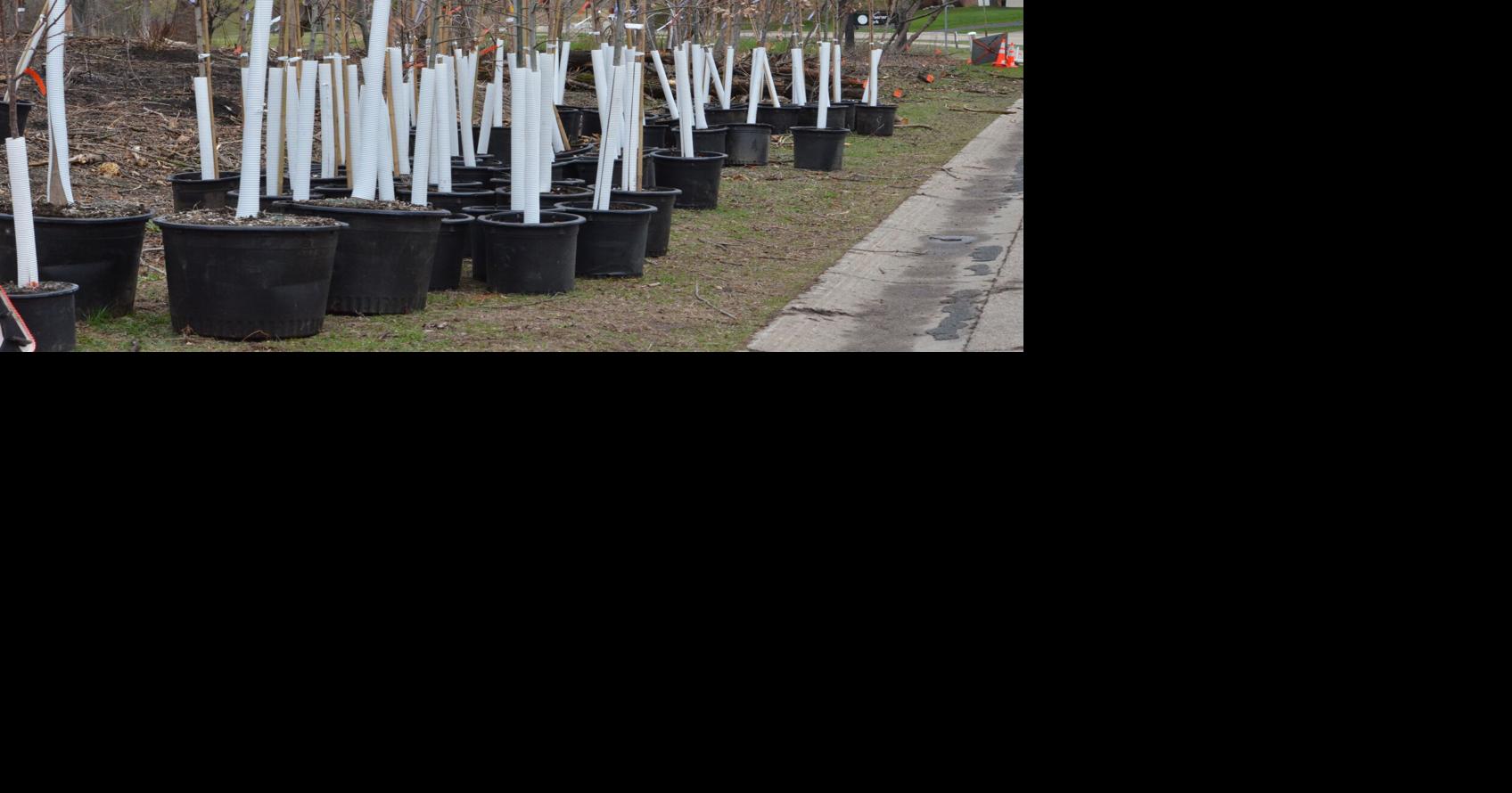 Infected ash trees in Edina to be removed, replaced | Free ...