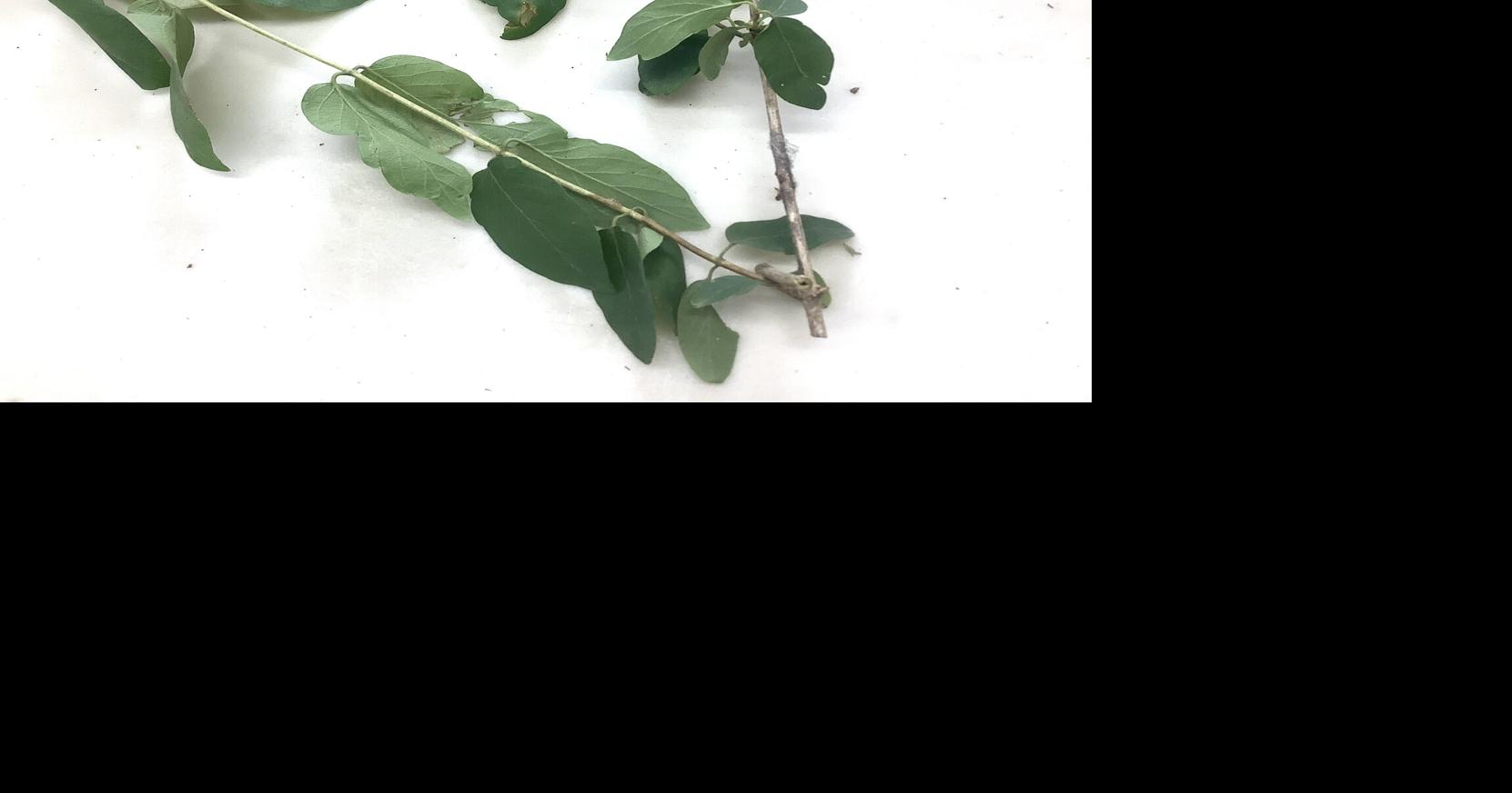 Invasive exotic: bush honeysuckle | Community | hometownsource.com