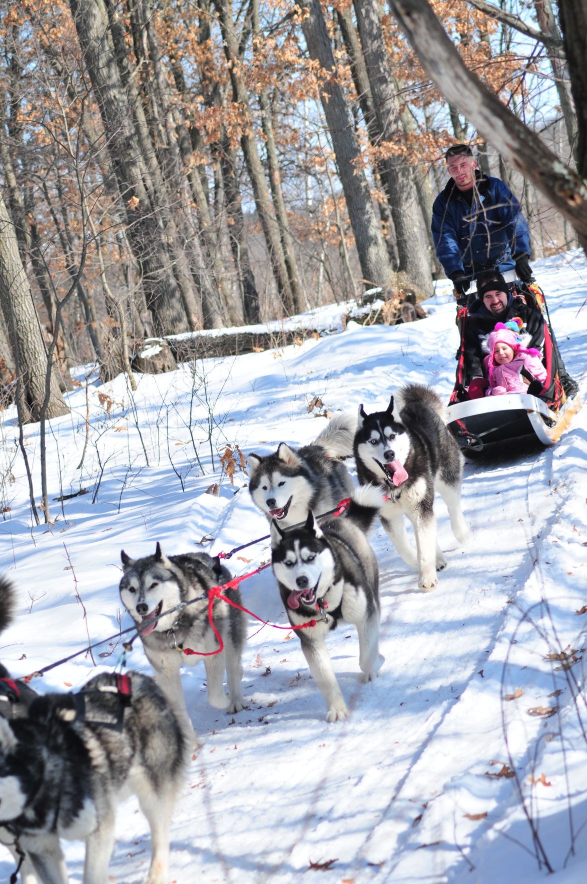 Sledding with the dogs | Forest Lake Times | hometownsource.com