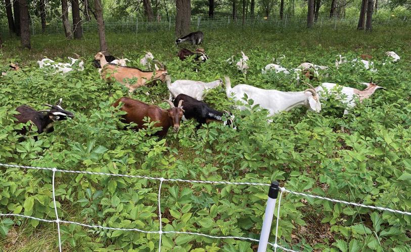Goats have arrived at Belle Prairie Park | Morrison County Record ...