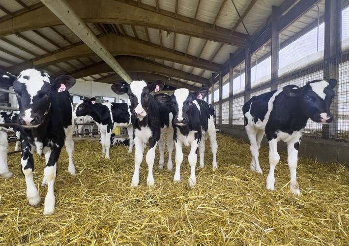 4th generation Hendel Farms showcases dairy farming at its best | Local ...