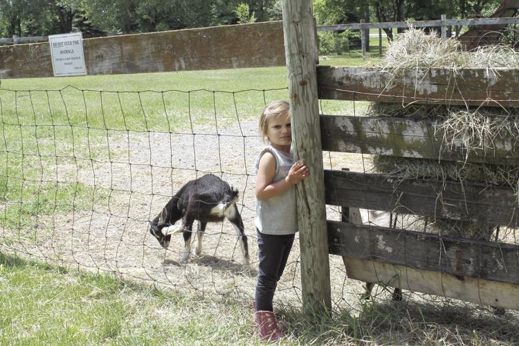 PHOTOS: Life on the Farm at Historic Eidem Farm | Brooklyn Park ...