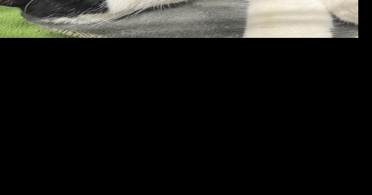 MHS Pet of the Week | APG State News | hometownsource.com