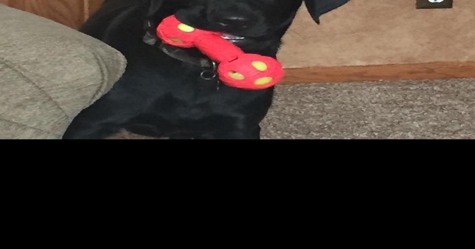 Black lab killed with pellet gun in Elk River neighborhood | Elk River ...