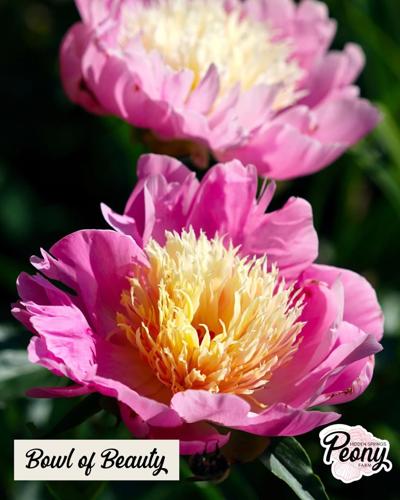 HOME & GARDEN: Hidden Springs Peony Farm | Community | hometownsource.com