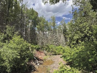 Minnesota DNR releases 2024 Forest Health Annual Report | County News ...